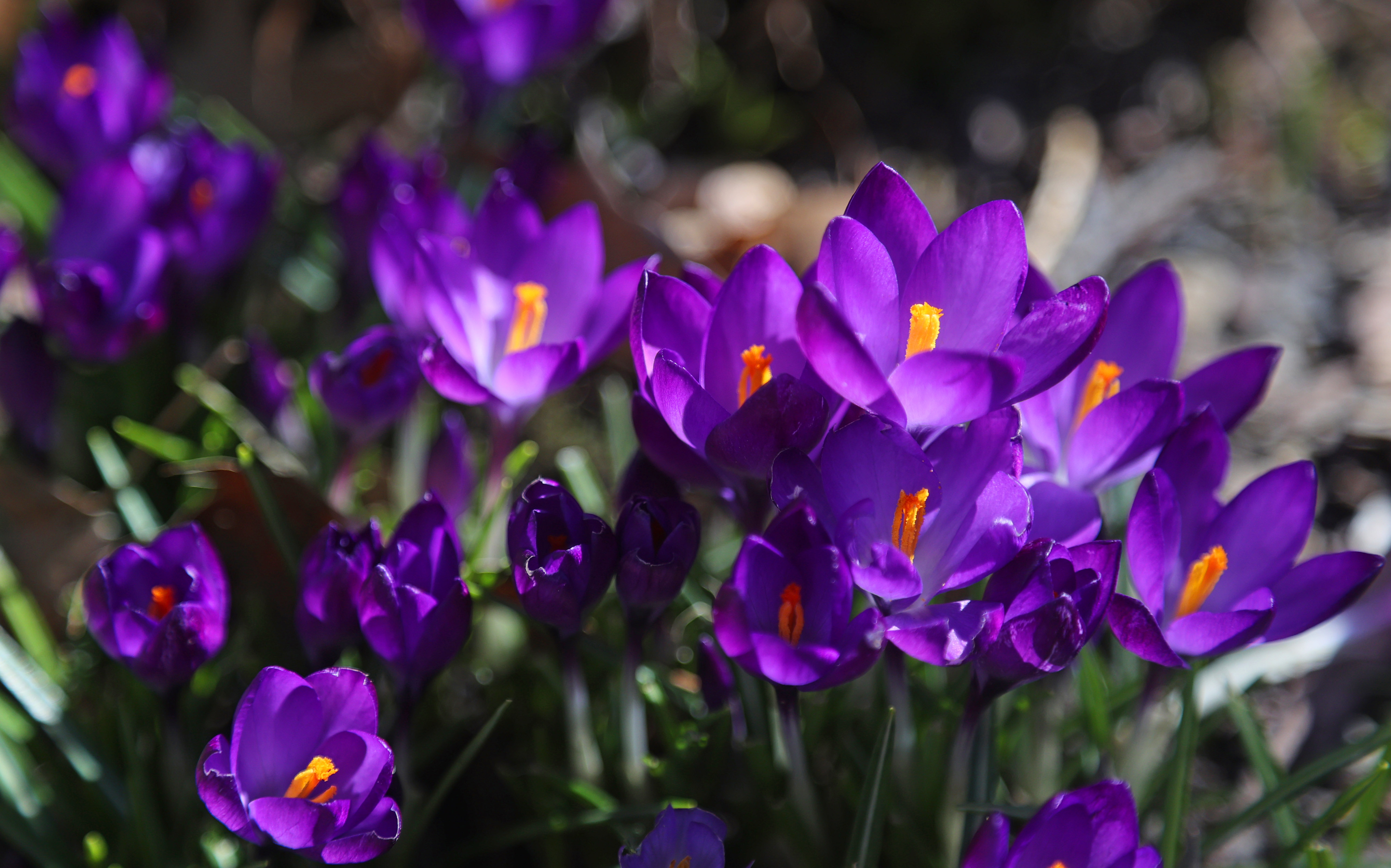 Spring blooms in Northeast Ohio - cleveland.com