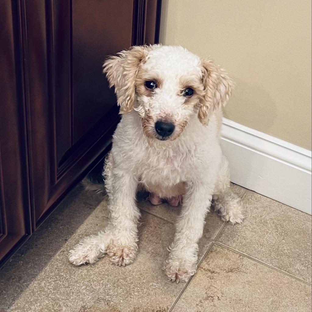 Why does my pet do that? An adoptable companion is waiting for you. Jan ...