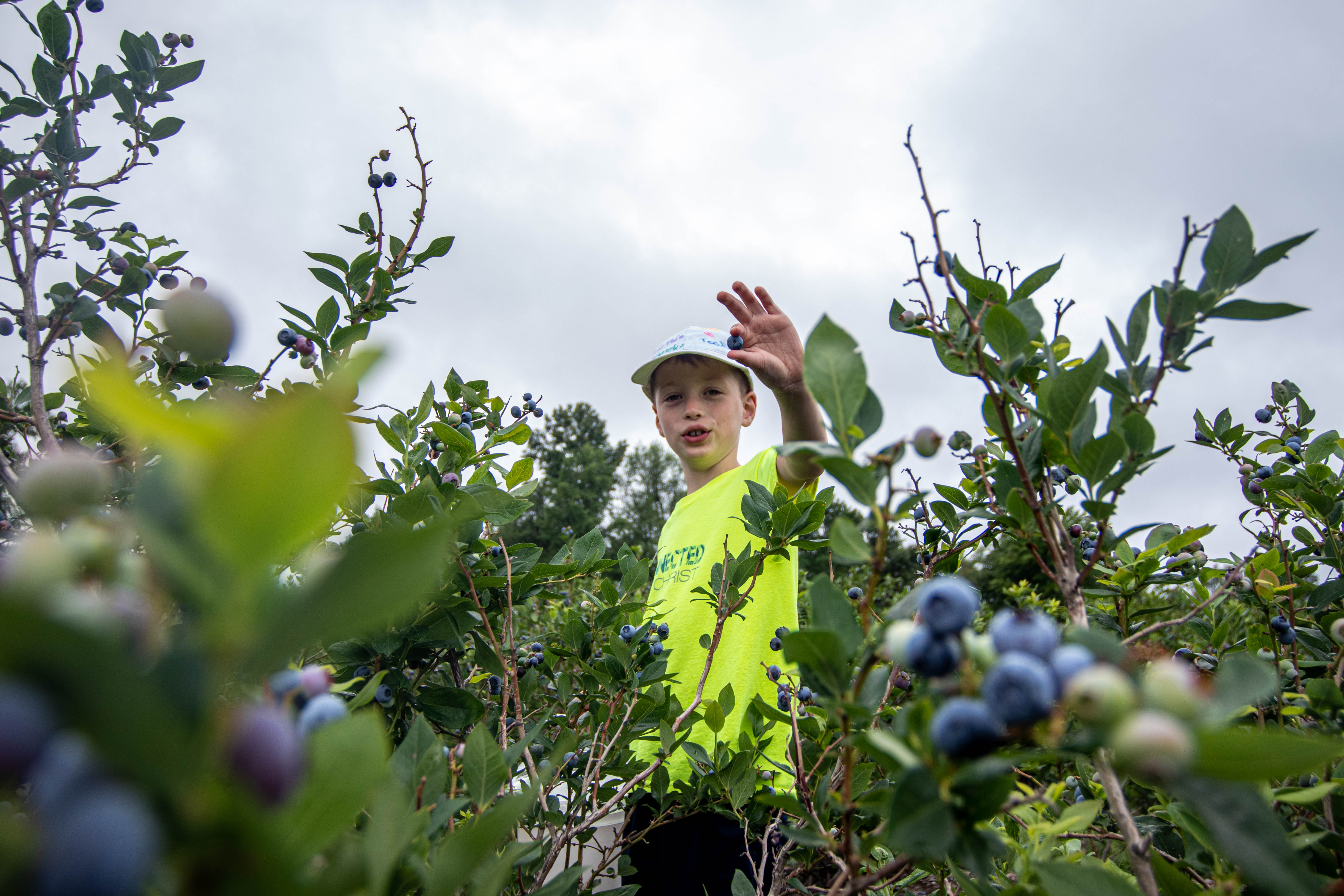 Reenders Blueberry Farms - mlive.com