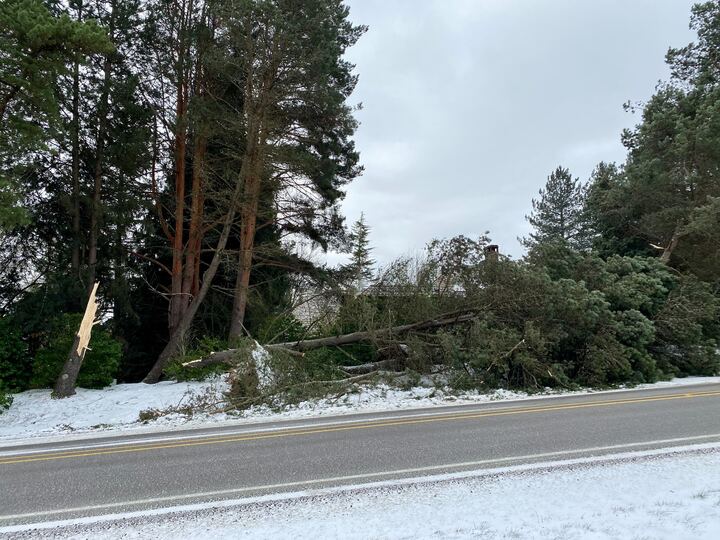 Fallen trees in Portland area storm - oregonlive.com