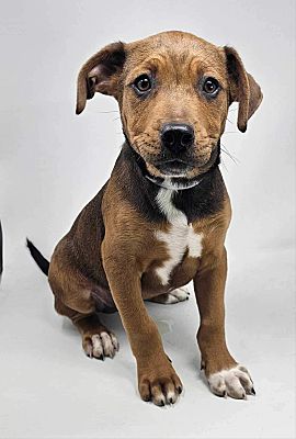 Beautiful days and loving pets can make everything better. Meet your ...