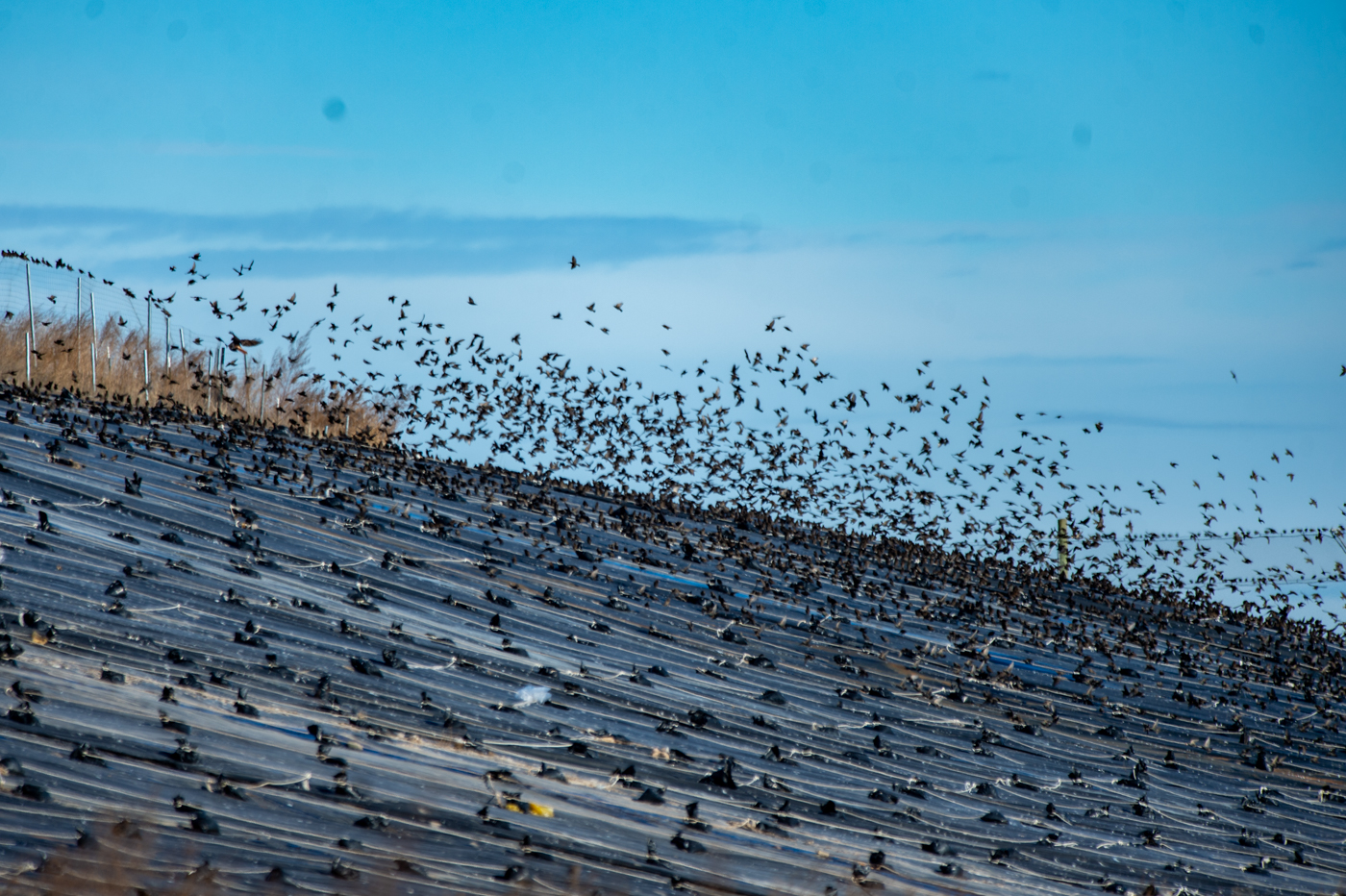 Hyperlocal Winter Birding - nj.com