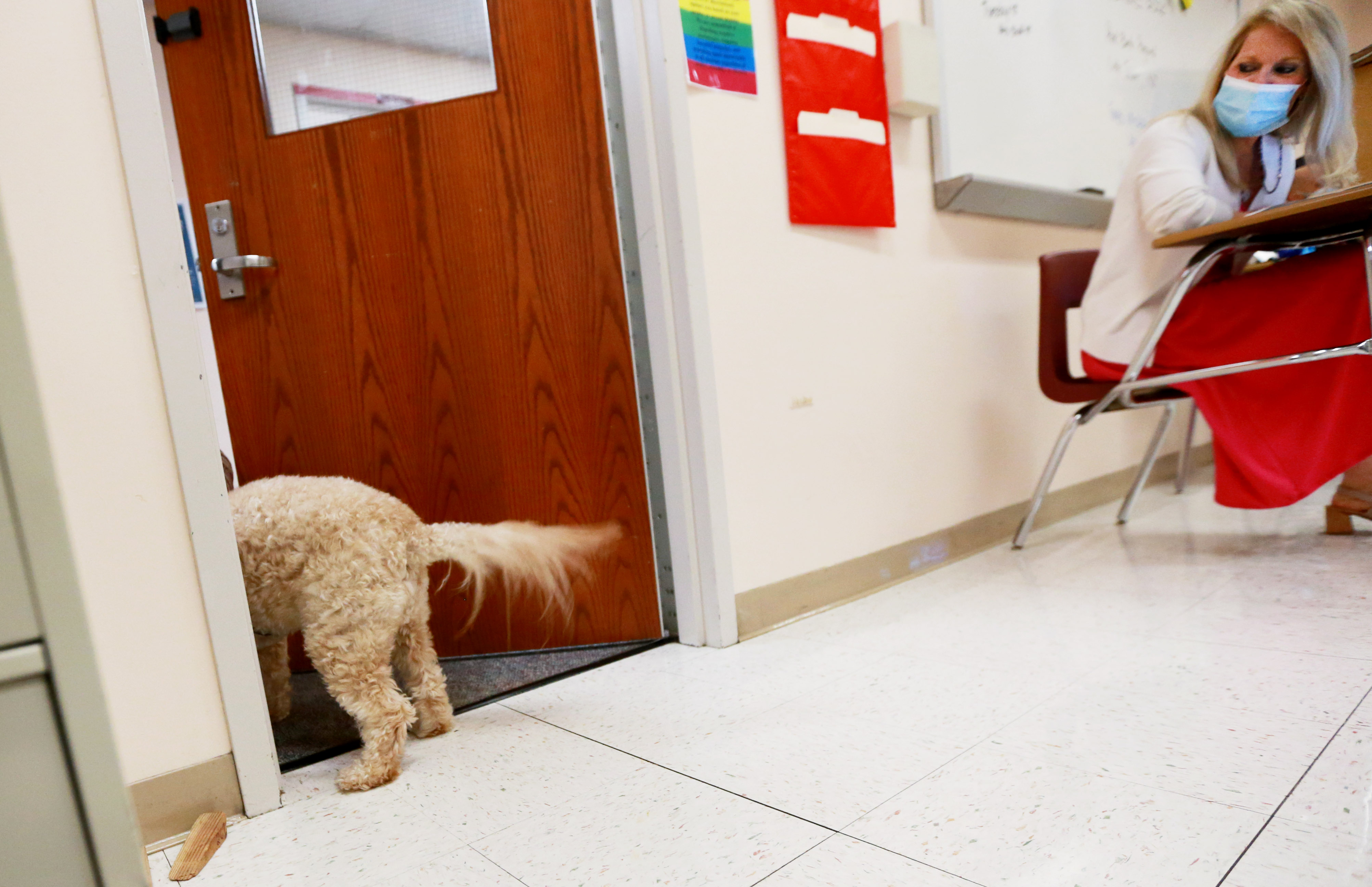 High school therapy dog a real comfort - nj.com