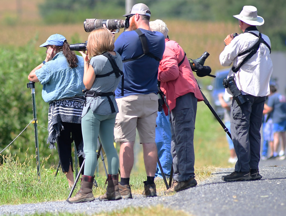 Flamingos spotted near Chambersburg - pennlive.com