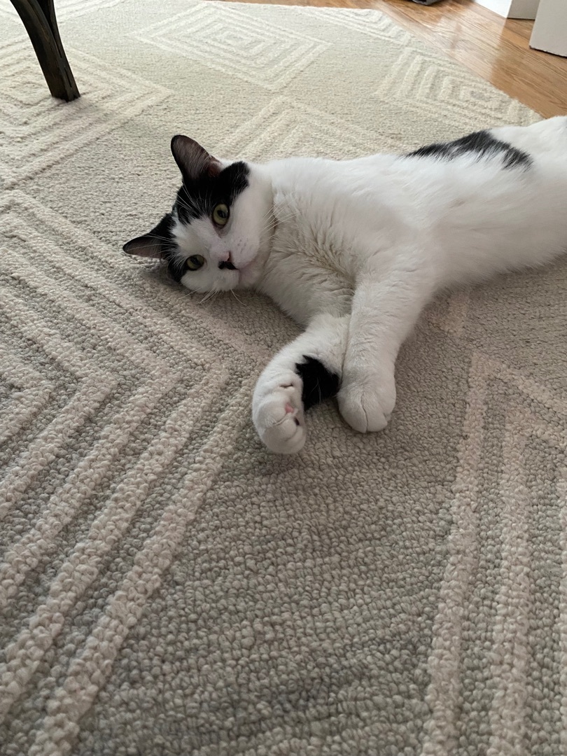 Spend your Labor Day weekend with one of these adoptable pets ...