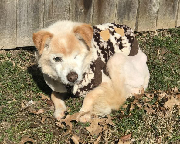 N.J. pets in need: May 18, 2020 - nj.com