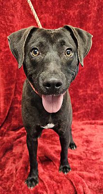 April is almost away. May you share your home with an adoptable pet ...