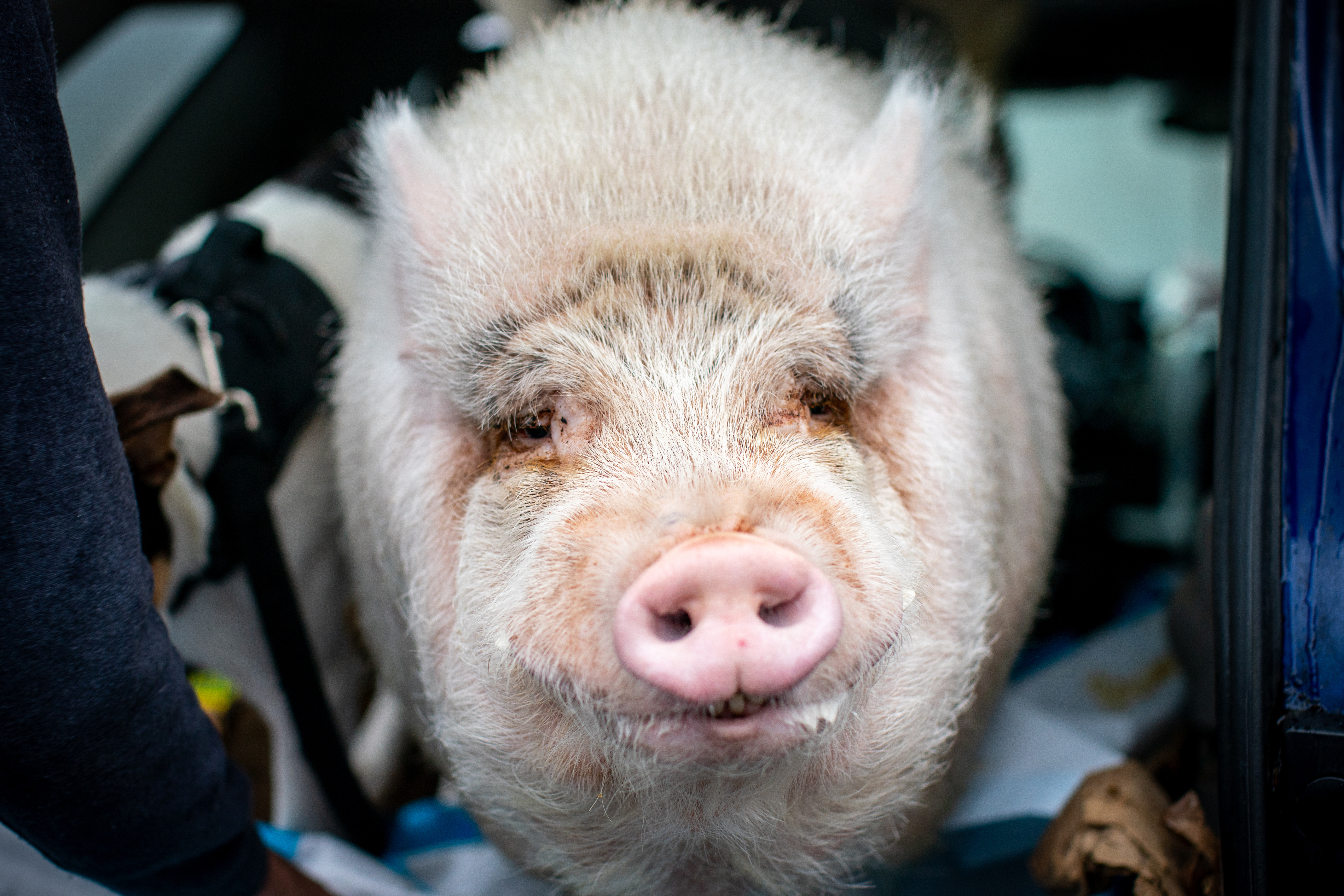 Veteran Tony James and his 250 pound pet pig - oregonlive.com
