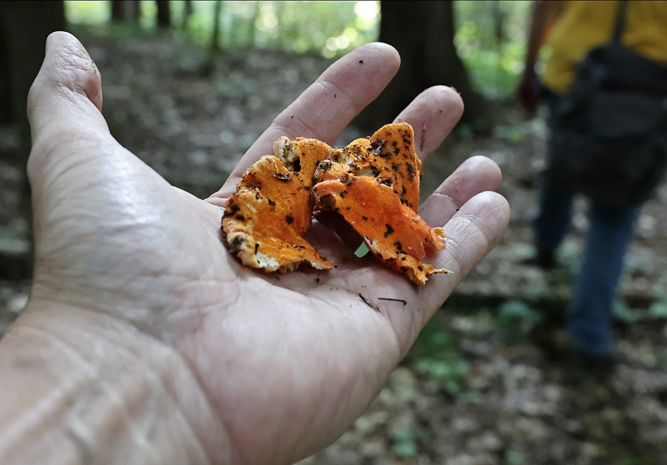 Foraging wild mushrooms in CNY - syracuse.com