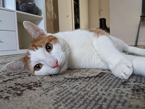 Burr... It's cold outside! Snuggle up with an adoptable pet: Jan 8-9 ...