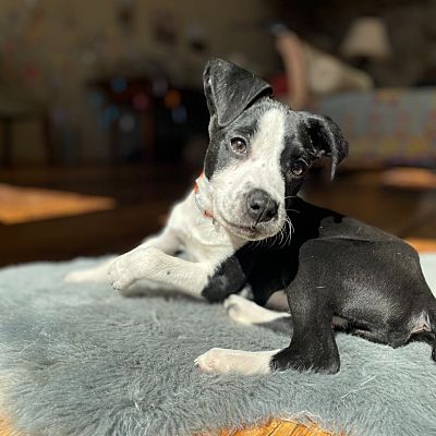 Rain or shine, it's a beautiful day! Enjoy your days with an adoptable ...