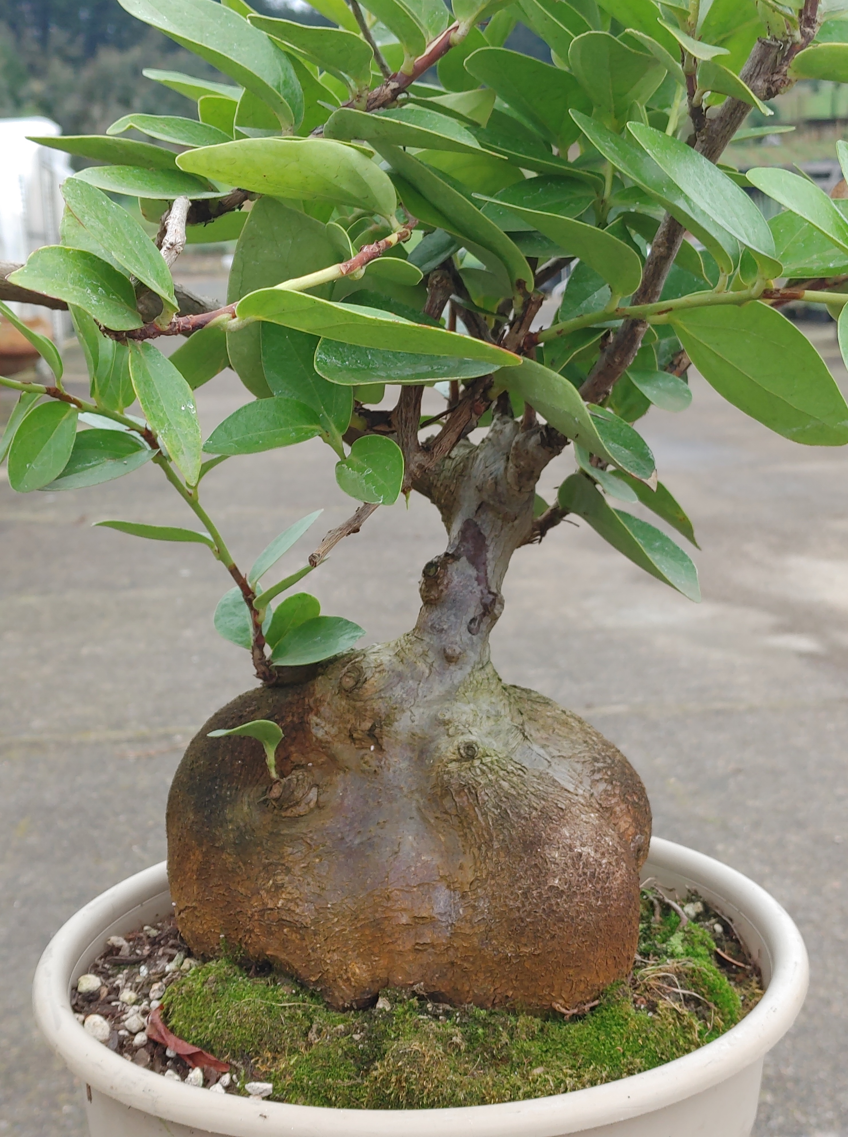Rare plants - oregonlive.com