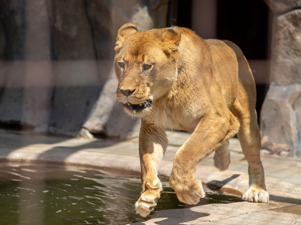 Lake Tobias keeps their animals cool in heat wave - pennlive.com