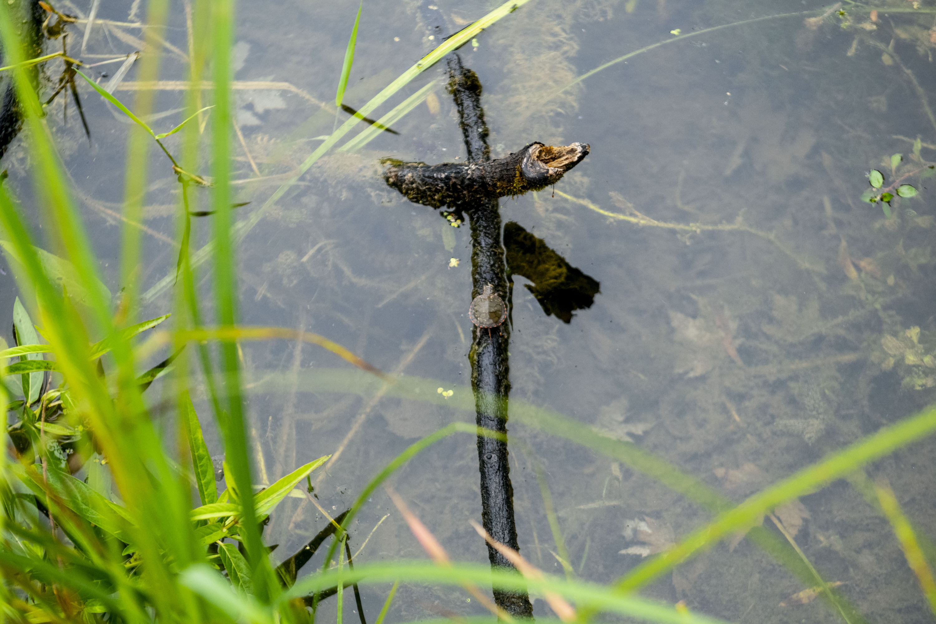 Turtles raised in captivity released into wetlands as part of ...