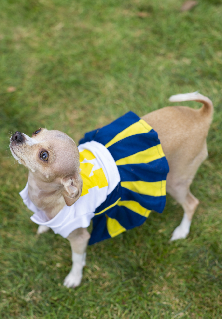 Michigan tailgating is back! - mlive.com