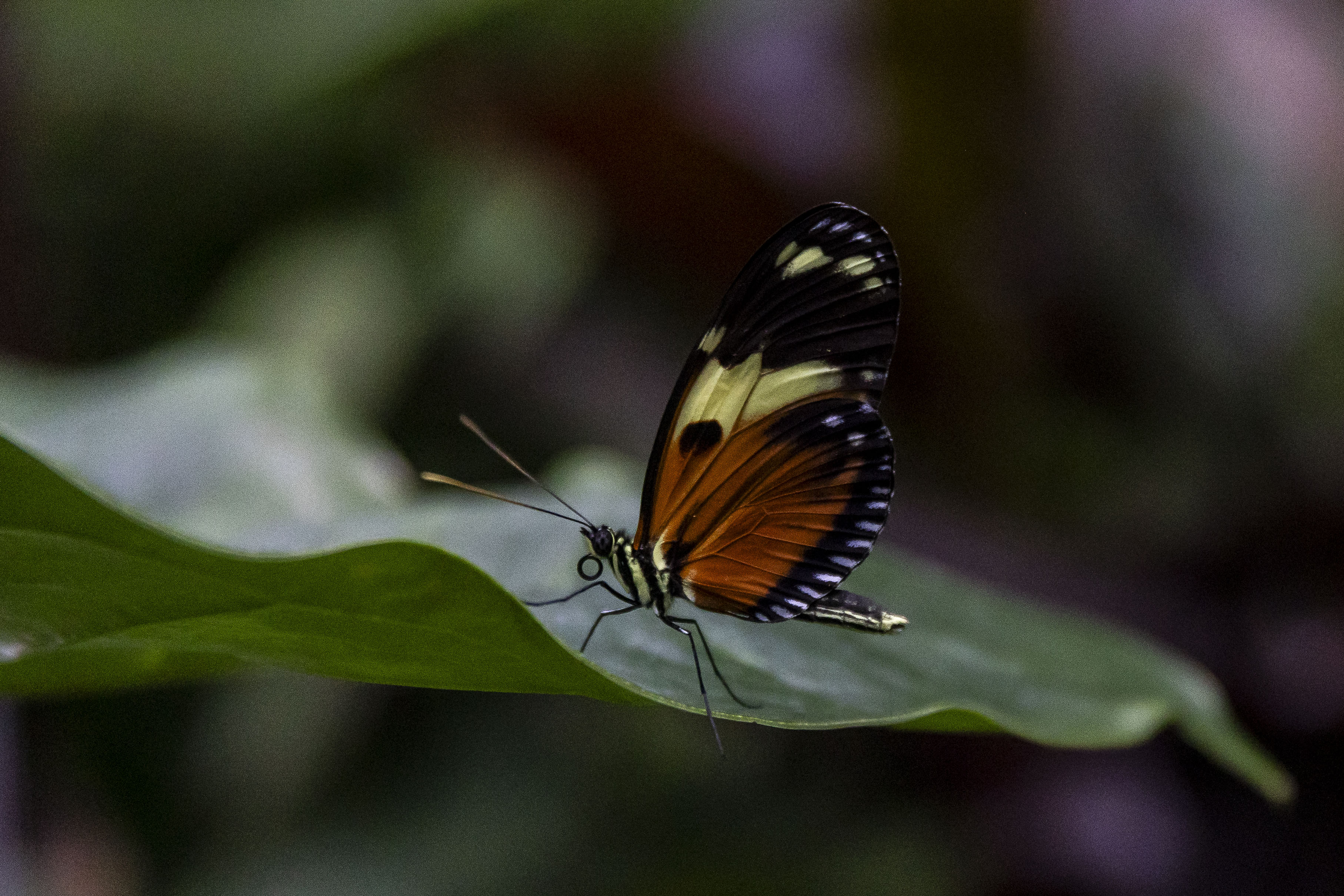 Thousands of tropical butterflies unveil elegance, beauty at Meijer ...