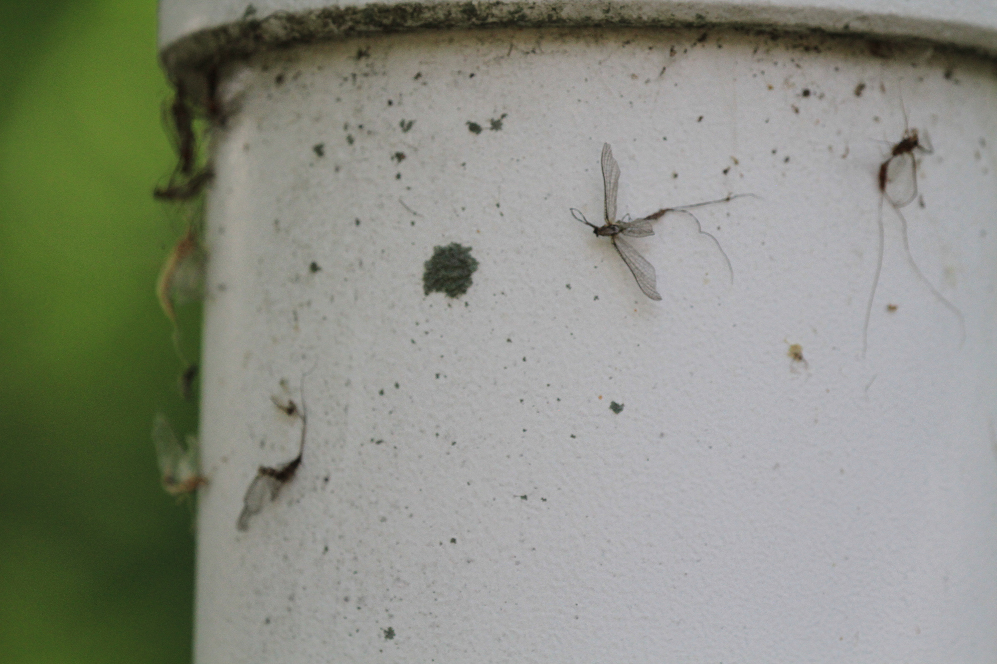 Mayflies make their annual return to cities and towns along Lake Erie ...