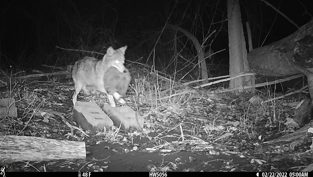 SUNY ESF trail cameras capture Syracuse's secret urban wildlife ...