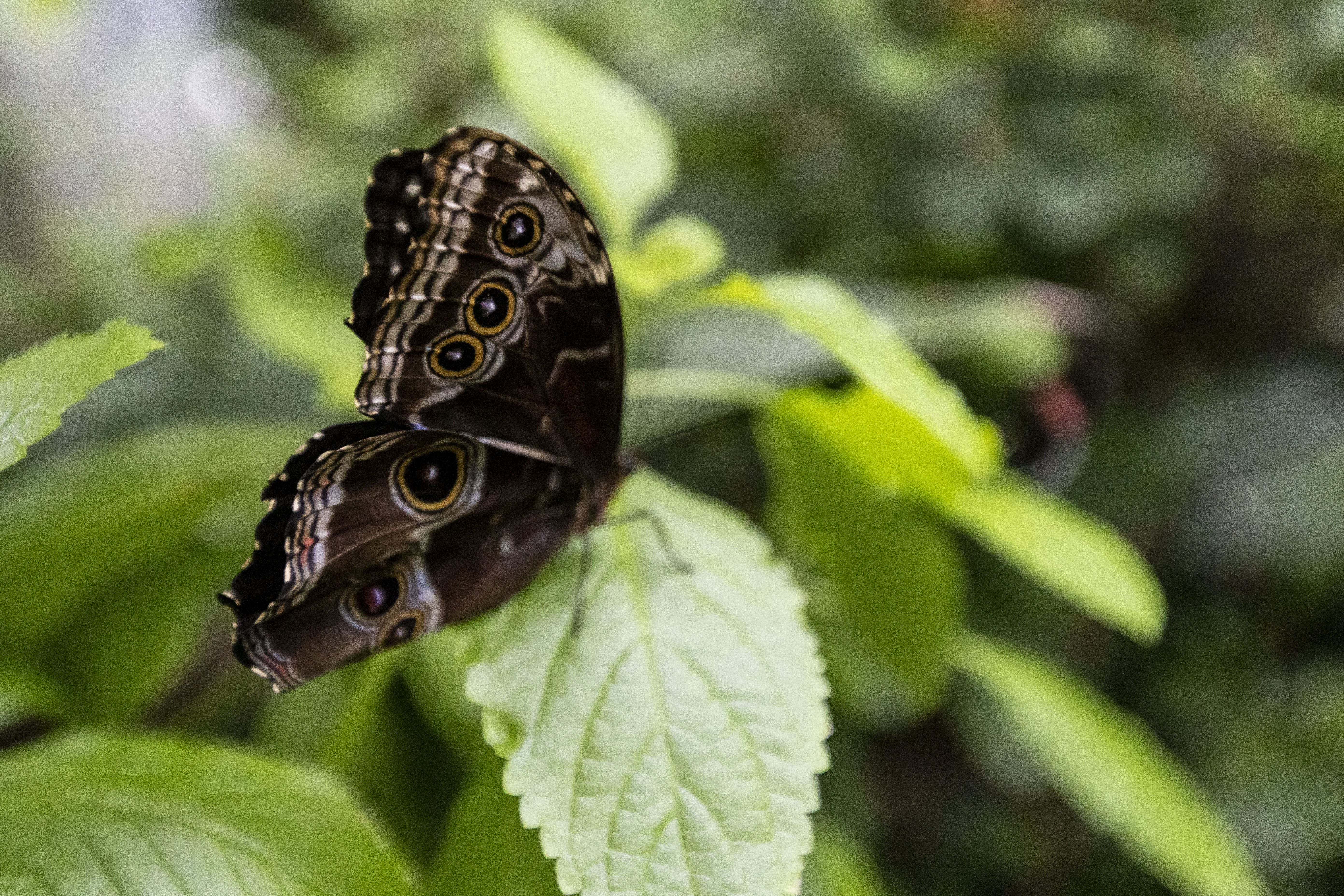 Thousands of tropical butterflies unveil elegance, beauty at Meijer ...