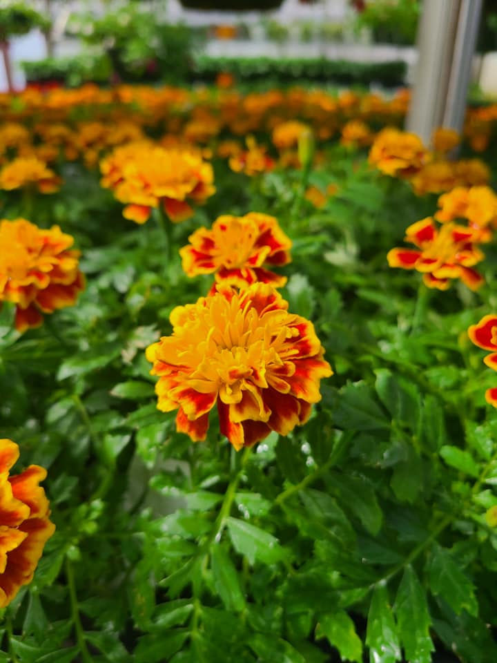 Jackson Area Career Center 13th annual Agriscience/FFA Plant Sale ...