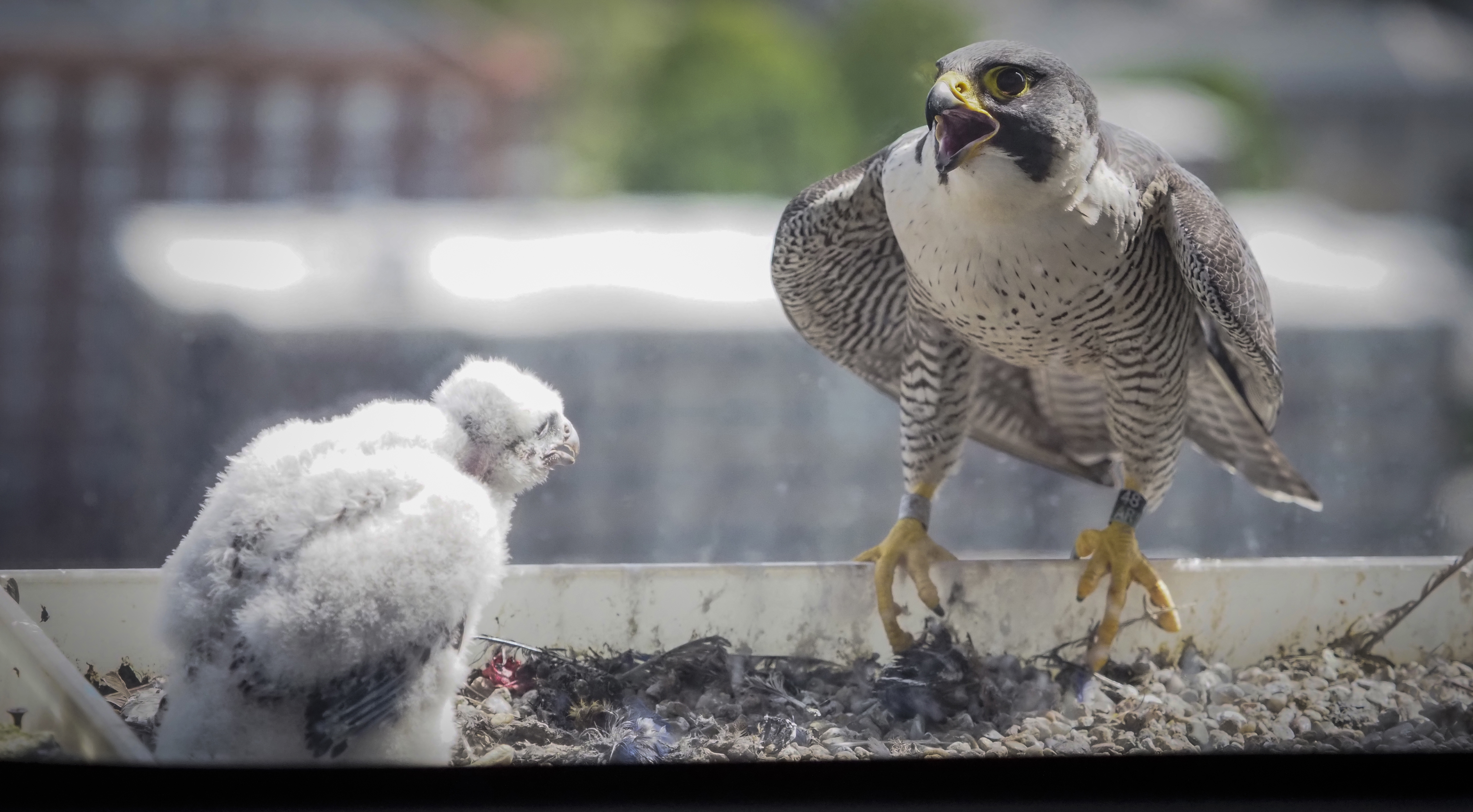 Peregrine Falcon chicks banding at Monarch Place in Springfield ...