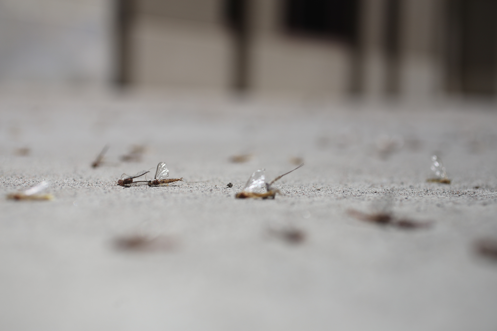 Mayflies make their annual return to cities and towns along Lake Erie ...