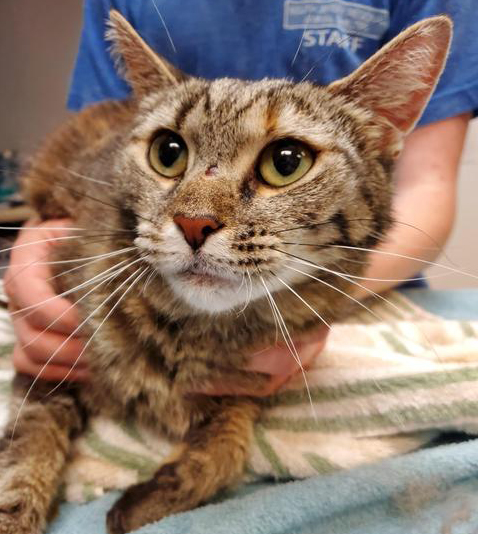 N.J. pets in need: July 13, 2020 - nj.com