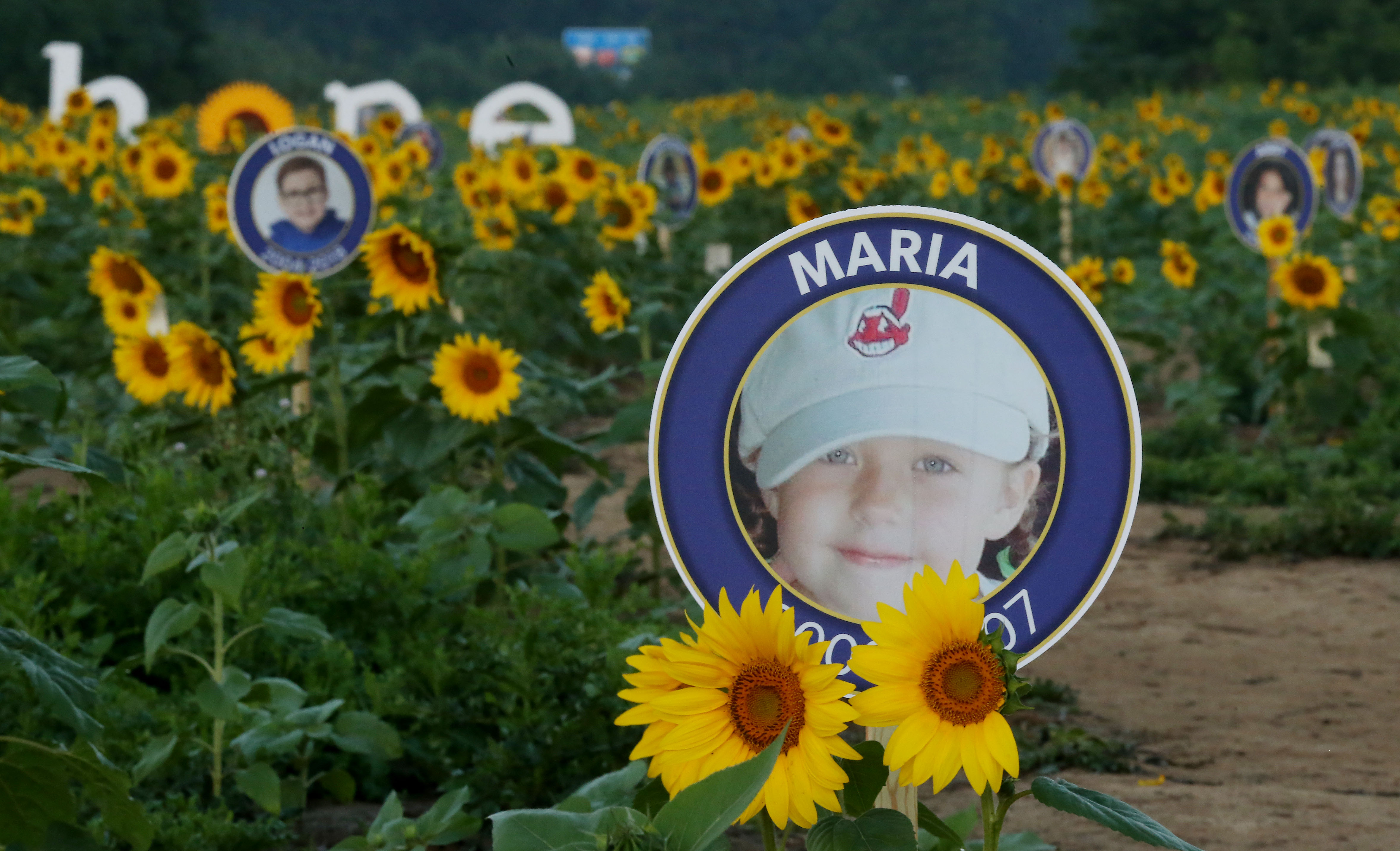 Sunflowers in bloom at Maria's Field of Hope in Avon, September 1, 2020 ...