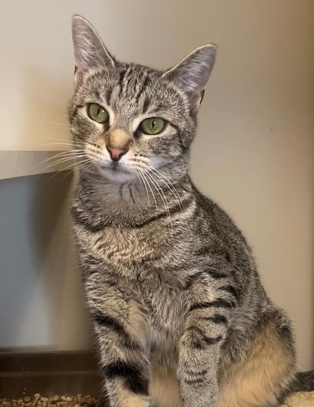 N.J. pets in need: April 24, 2023 - nj.com