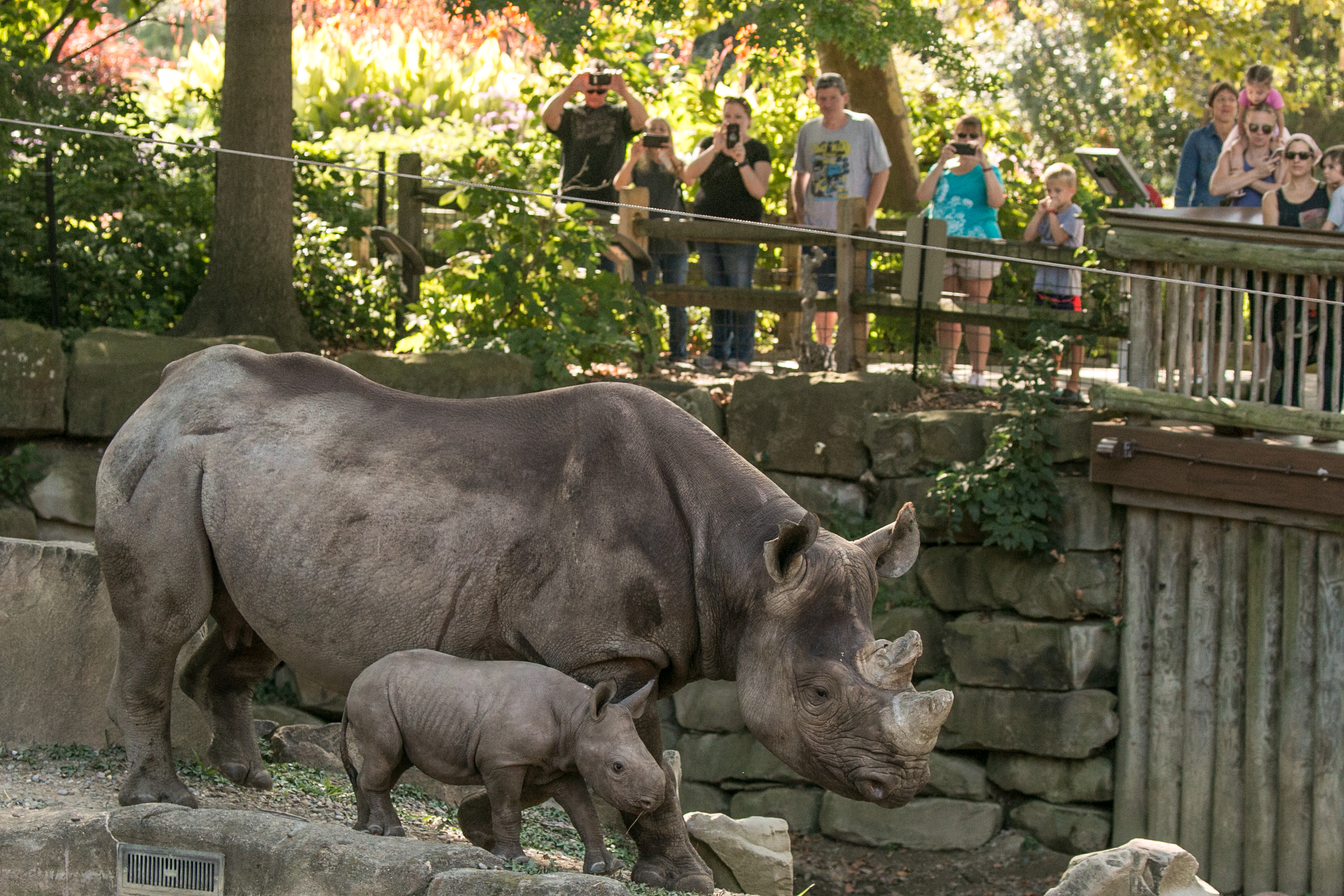 Baby animals born at Cleveland and Akron Zoos over the past 6 years ...