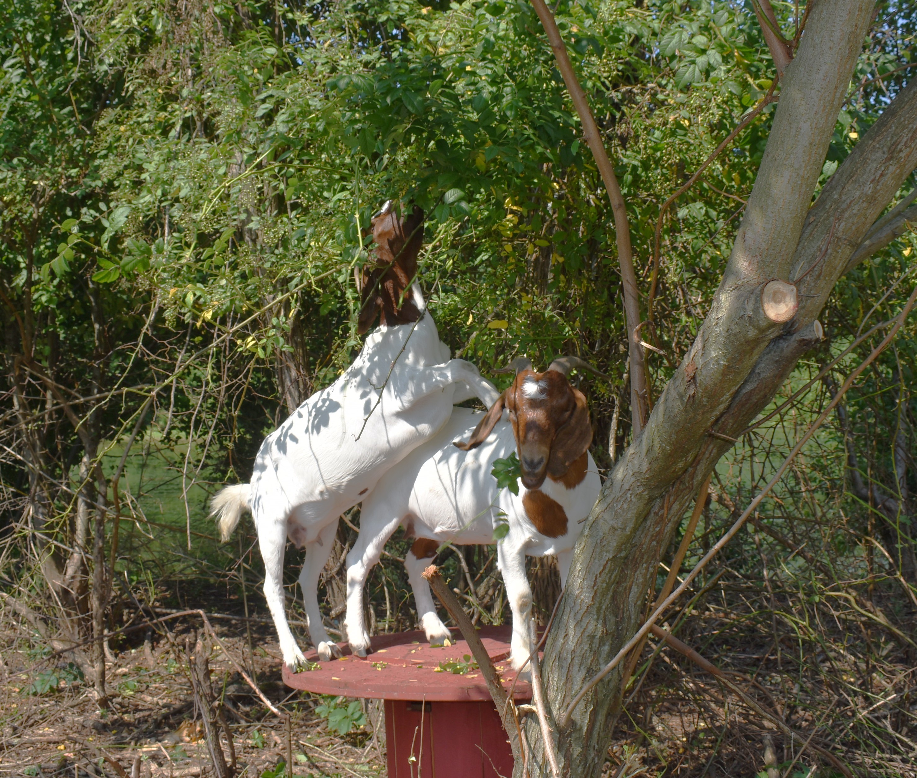 Mr. Whipy's Golf Acres goat family - masslive.com
