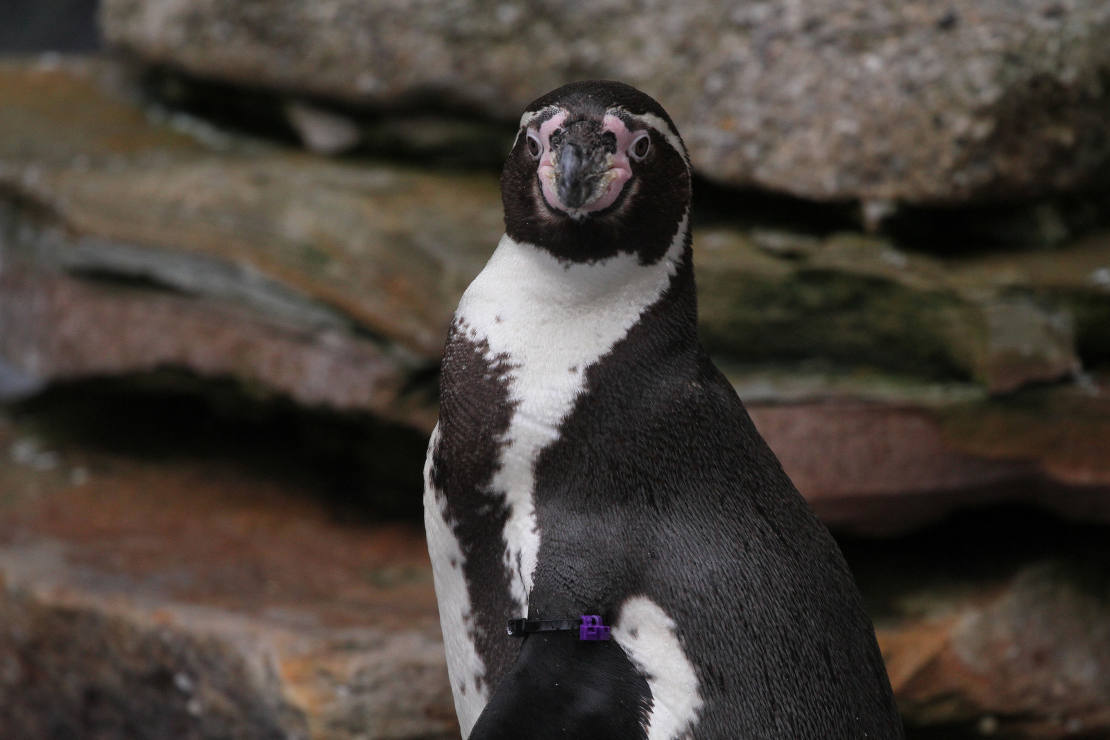 Akron Zoo keeps the animals fed and healthy - cleveland.com