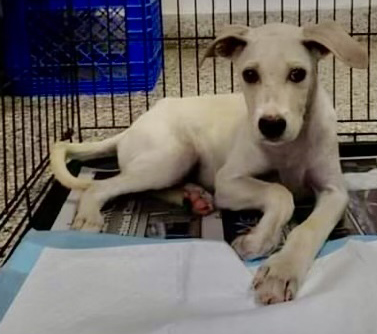 N.J. pets in need: Nov. 8, 2021 - nj.com