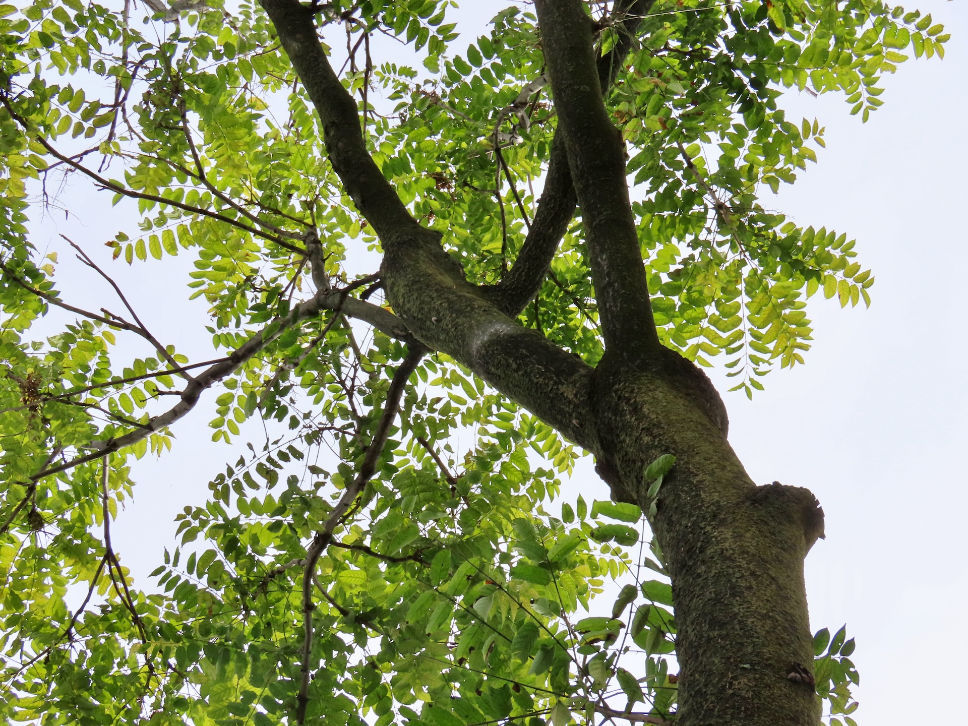Spotted lanternflies invade Michigan from Ohio - mlive.com