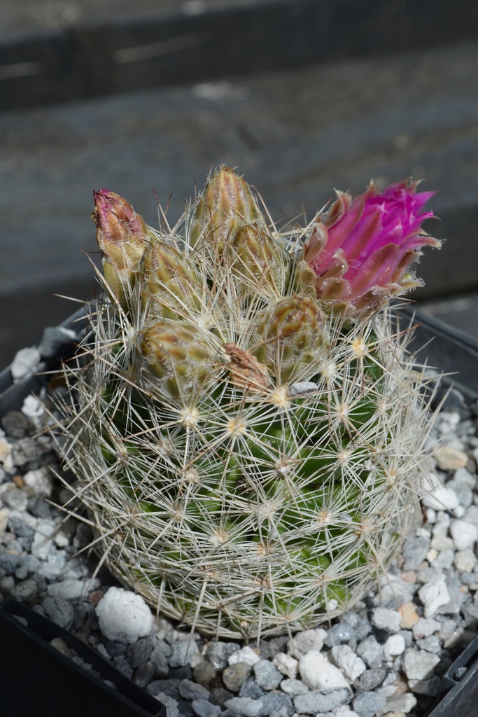Hardy cacti - oregonlive.com