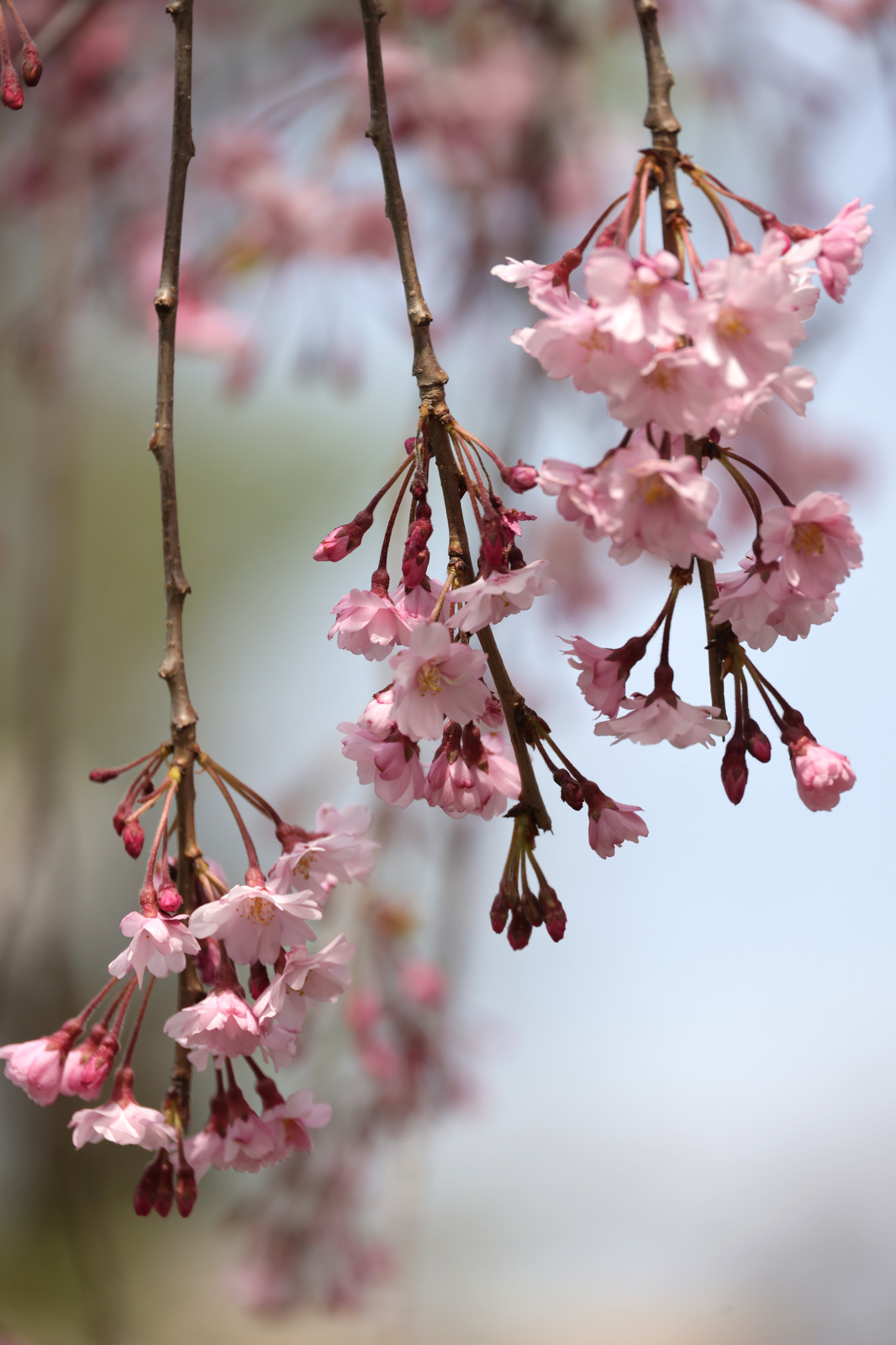 Spring in full bloom in Northeast Ohio - cleveland.com