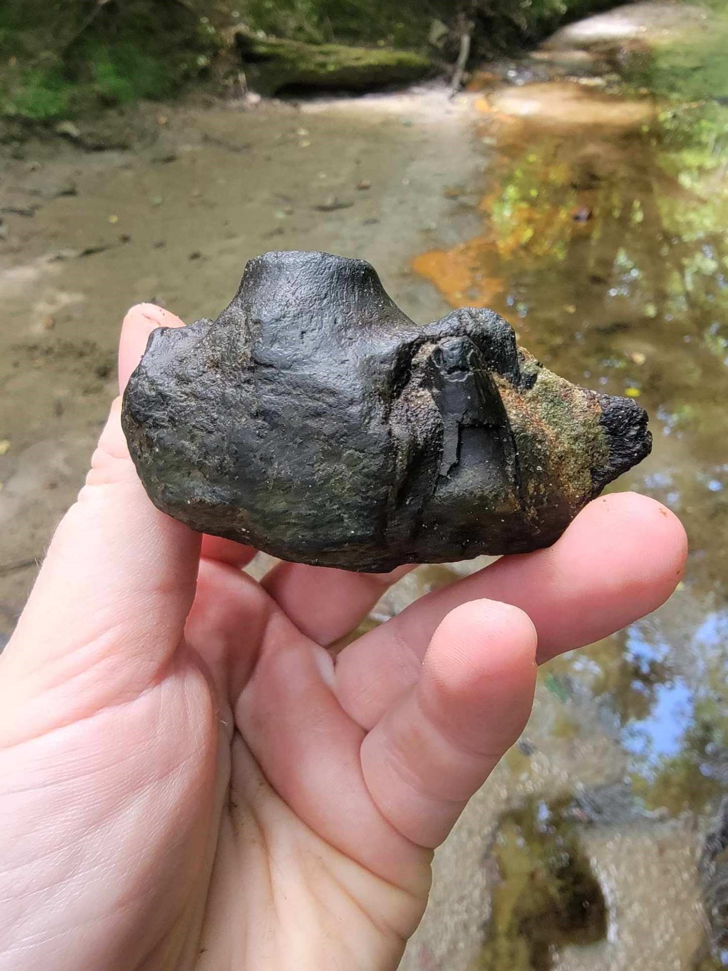 Fossil hunt in Alabama's Black Belt - al.com