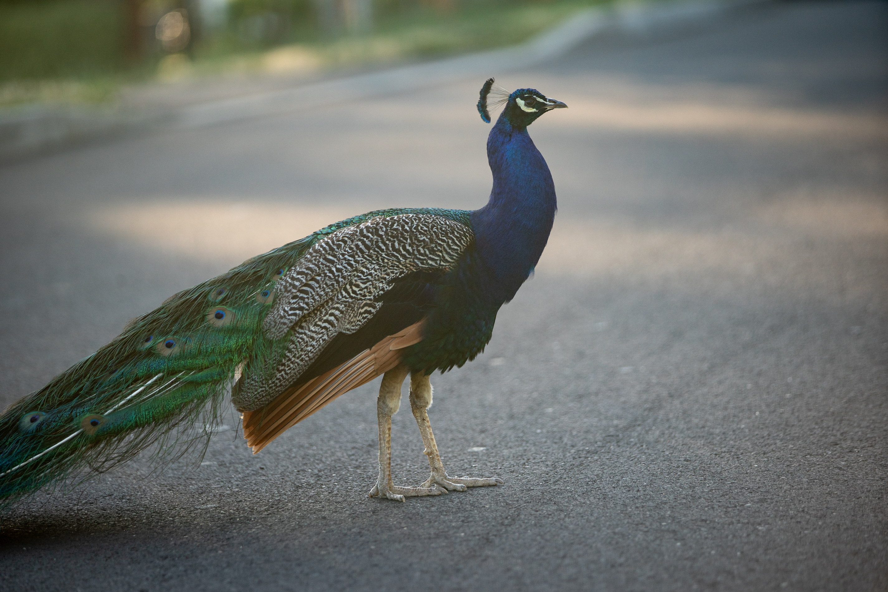 A ‘muster’ of peacocks has roamed this one Portland neighborhood for at ...