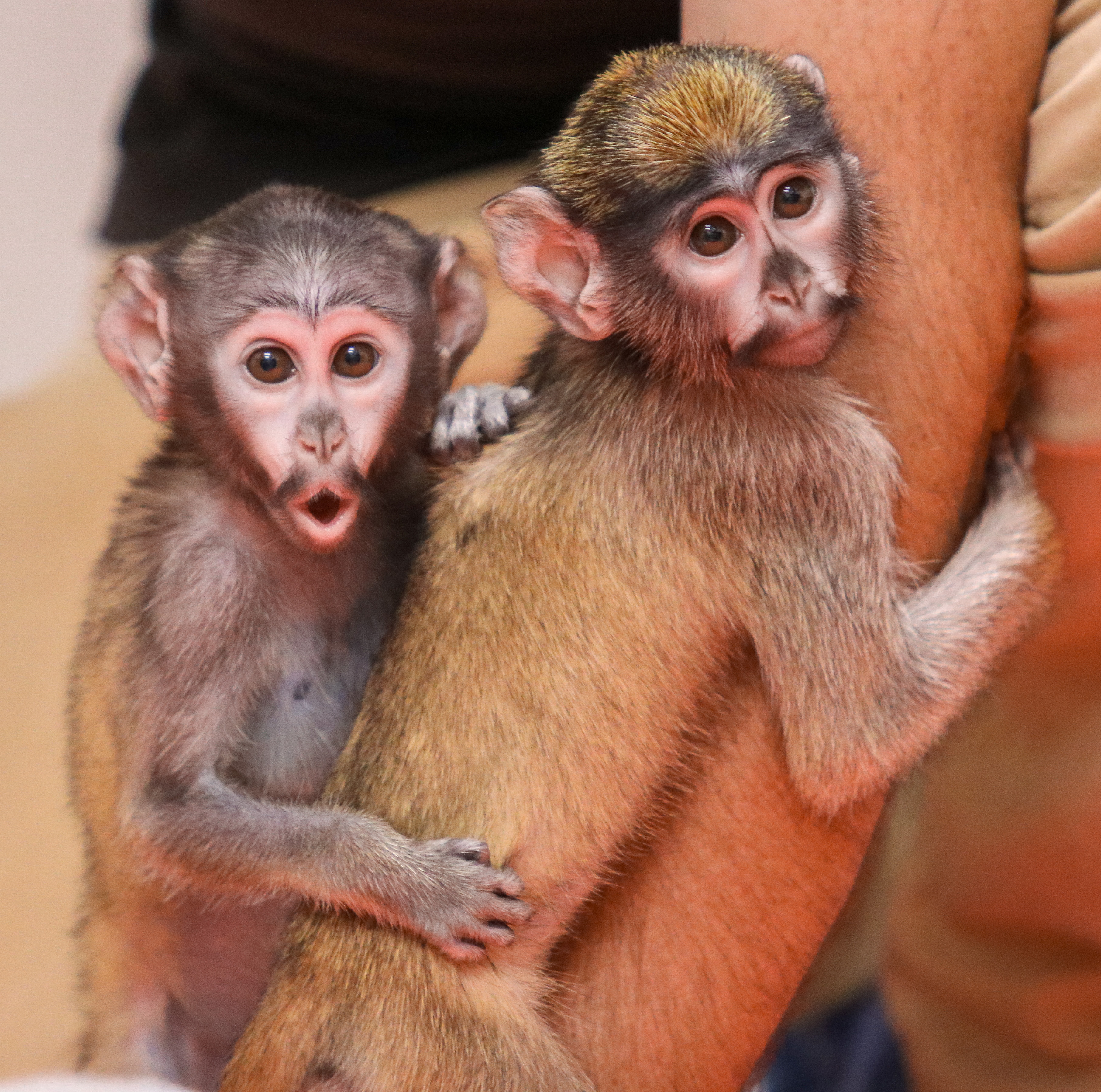 Really Cute Baby Monkeys