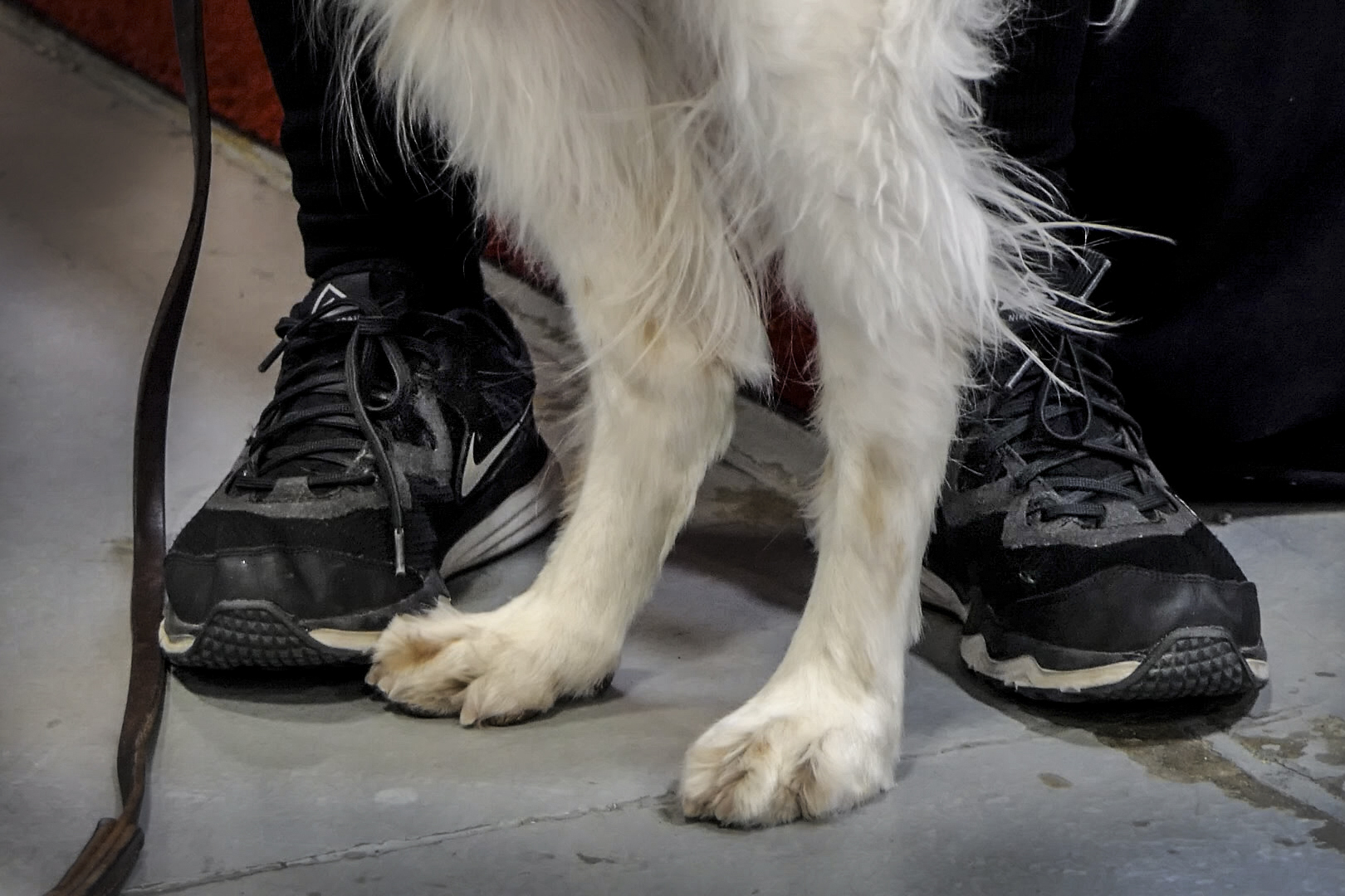 Super Pet Expo features social media sensation Dexter the Dog - nj.com
