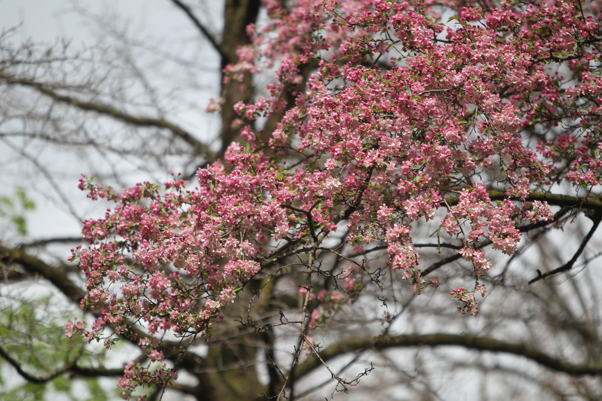 Lake View Cemetery in full bloom - cleveland.com