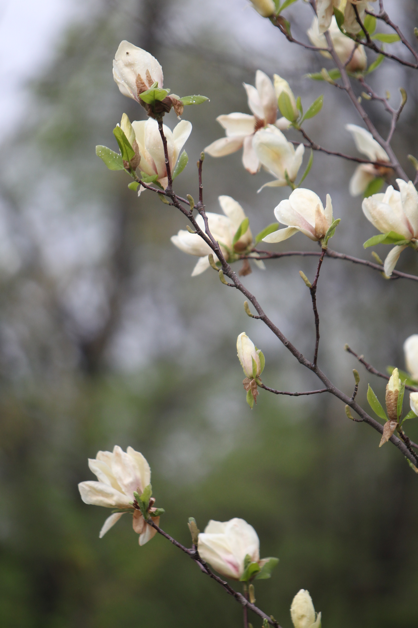 Lake View Cemetery in full bloom - cleveland.com