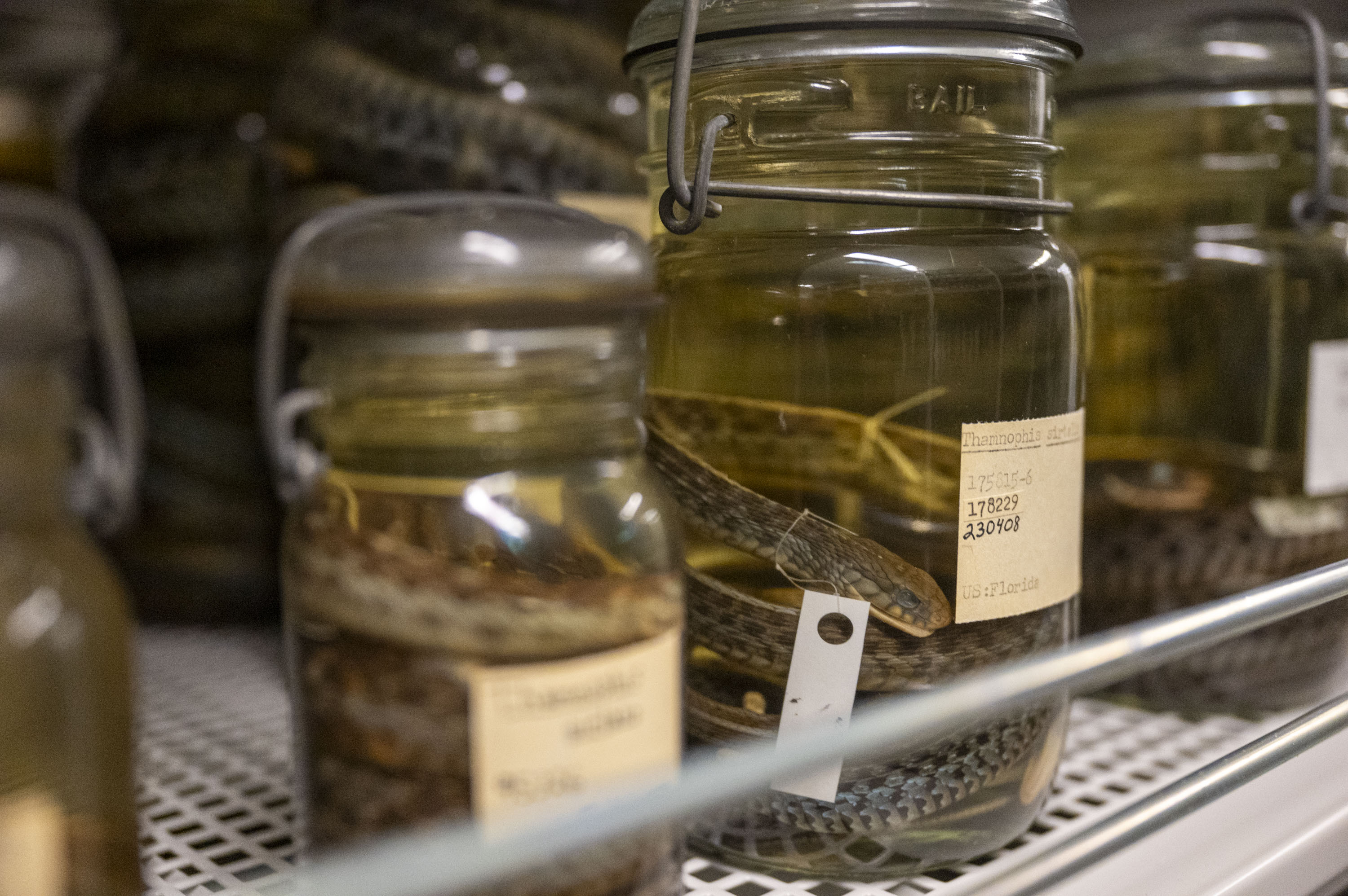 University of Michigan's snake collection - mlive.com