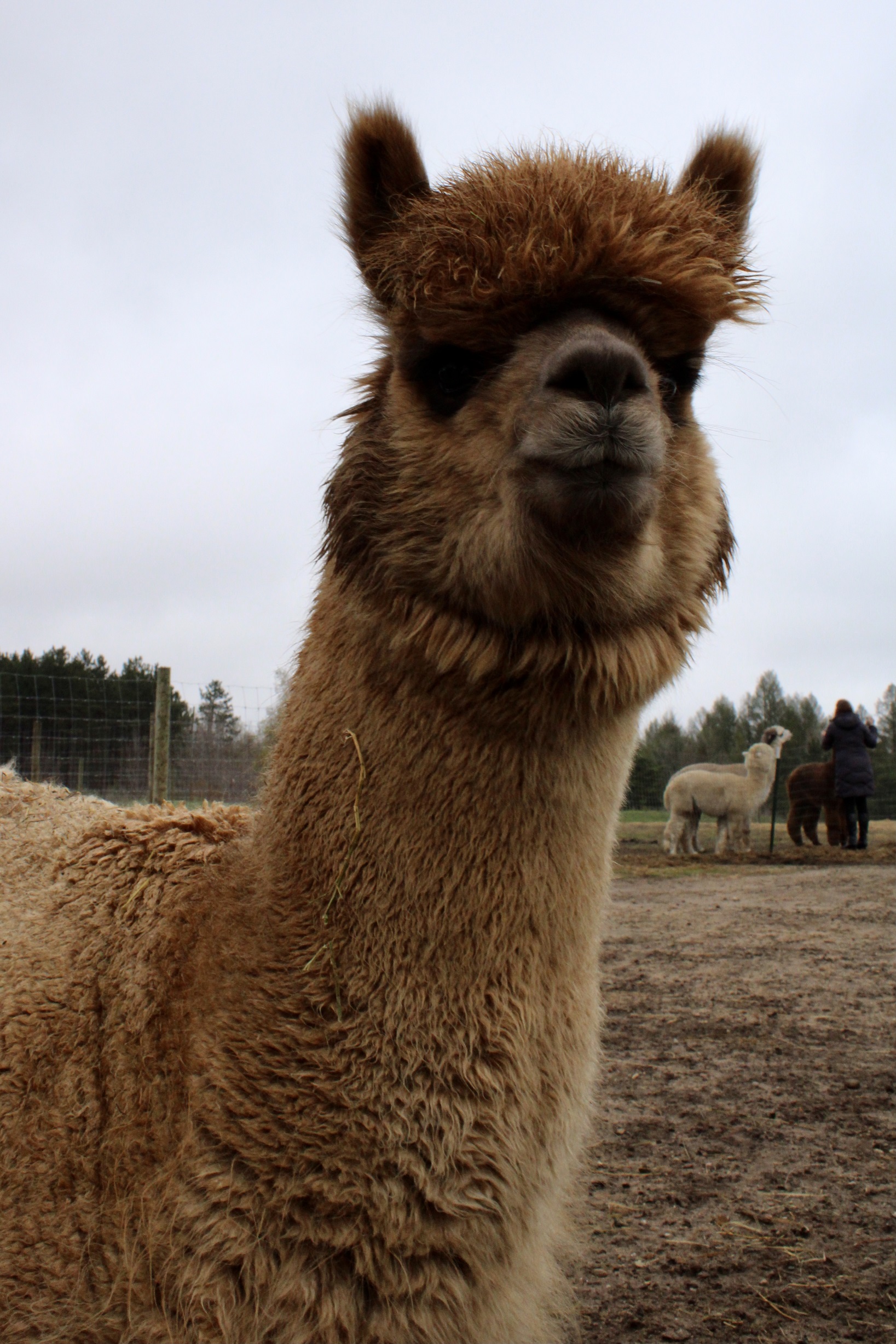 These friendly alpacas will eat out of your hand - mlive.com