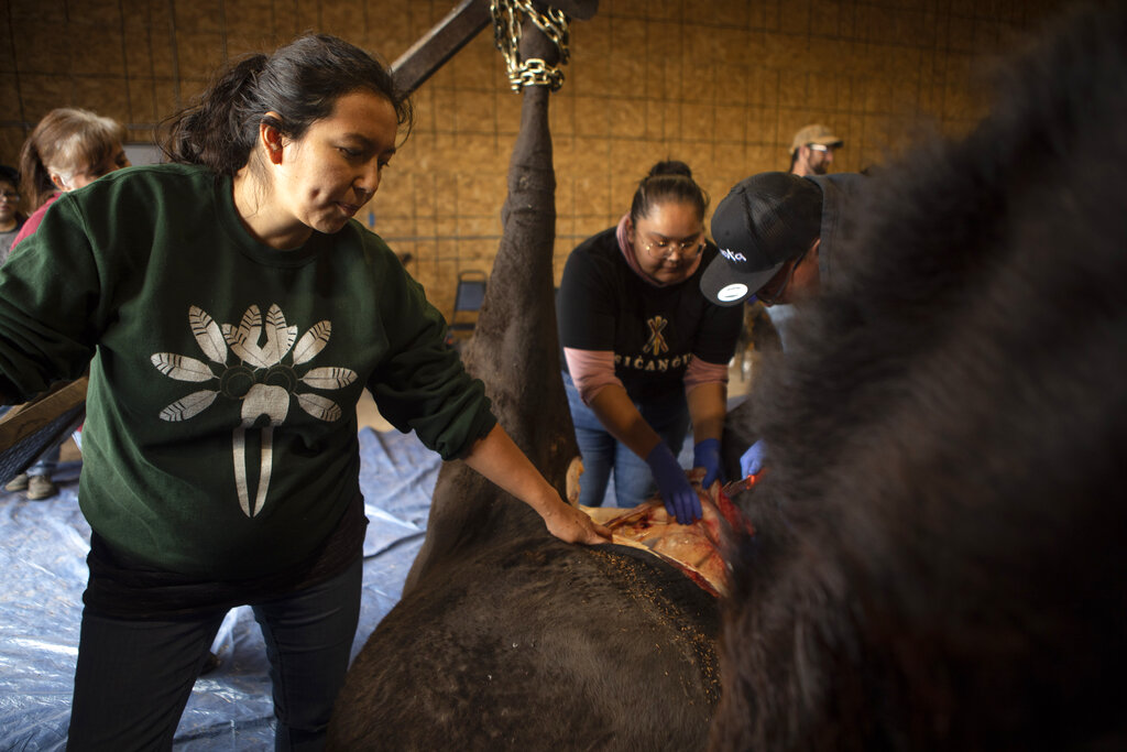 Bison spread as Native American tribes reclaim stewardship - mlive.com