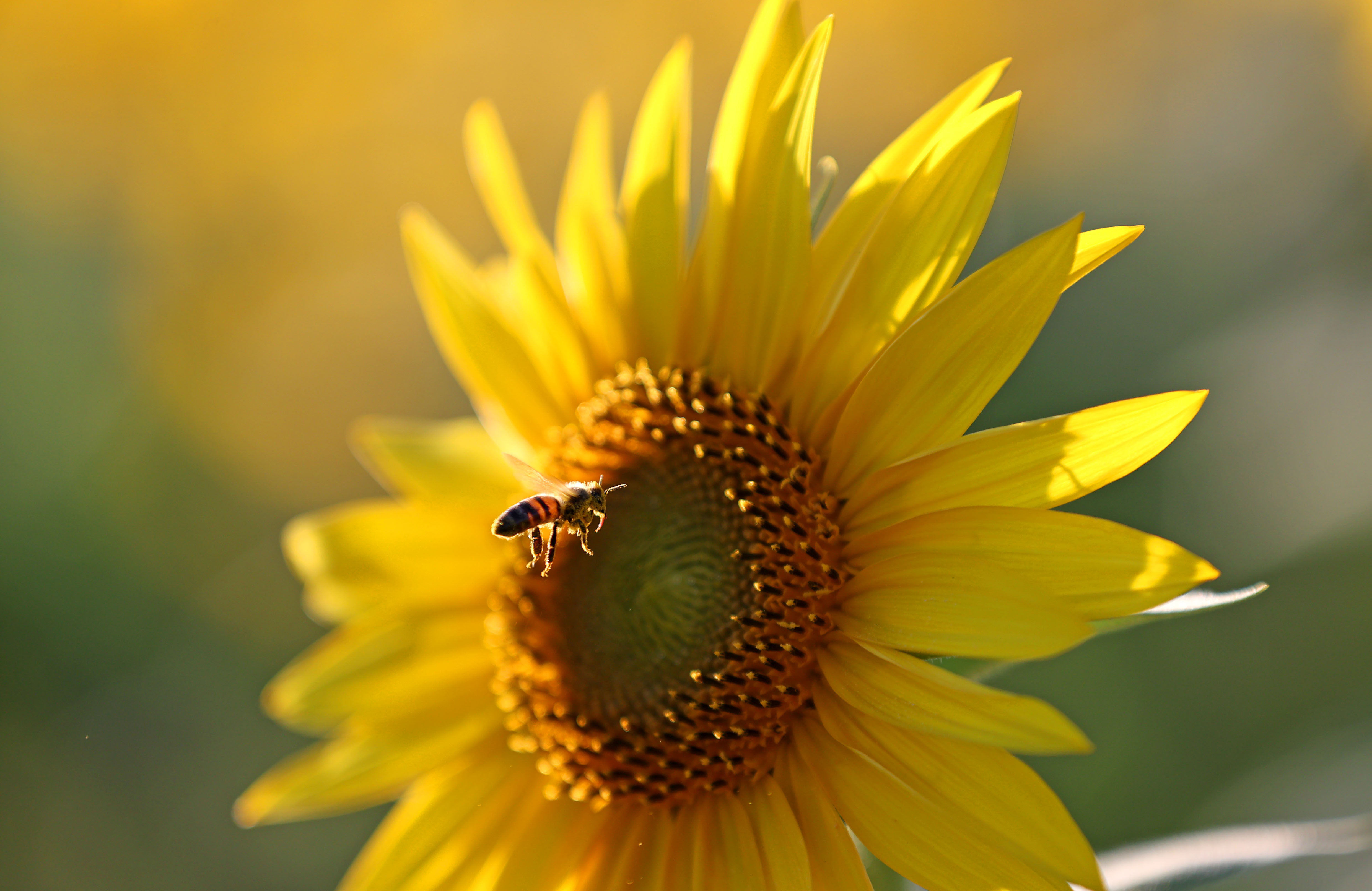 Maria’s Field of Hope in Avon is in full bloom, September 29, 2021 ...