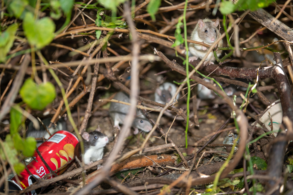 Abandoned domestic rats caught in Harrisburg - pennlive.com
