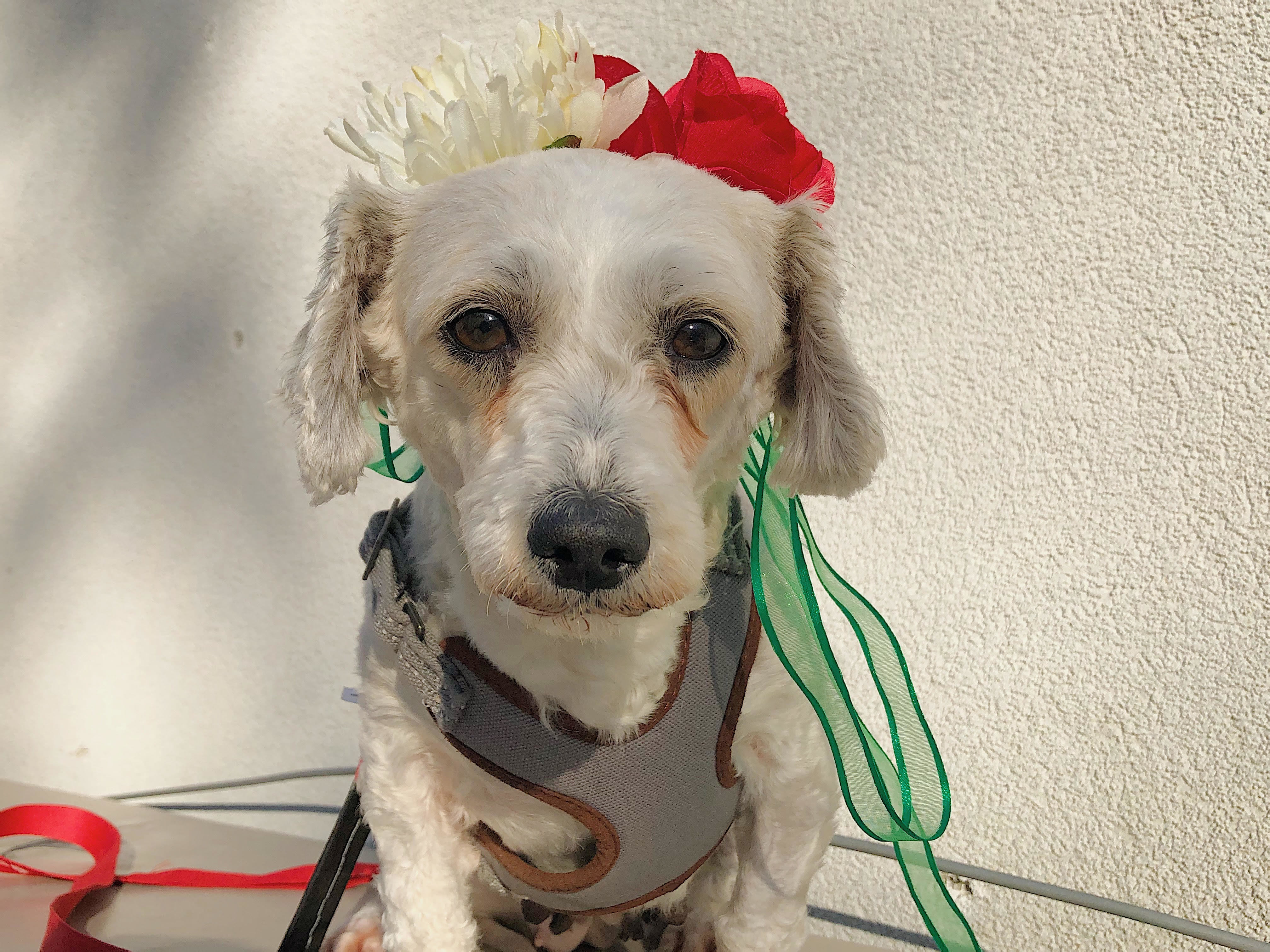 Here are 13 adoptable pets to help celebrate your weekend: April 11-12 ...