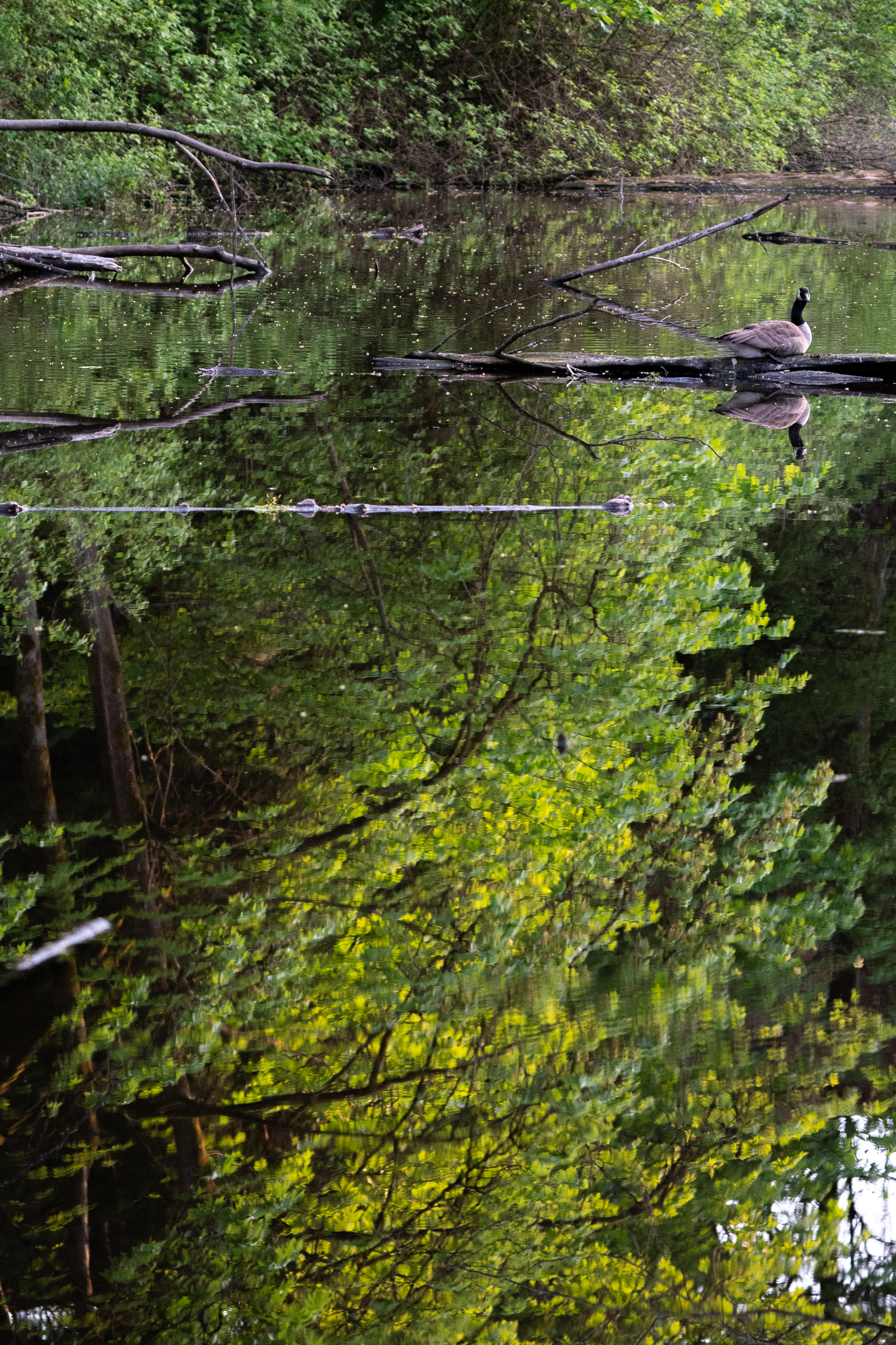 Reed College's Reed Lake 2025 - oregonlive.com