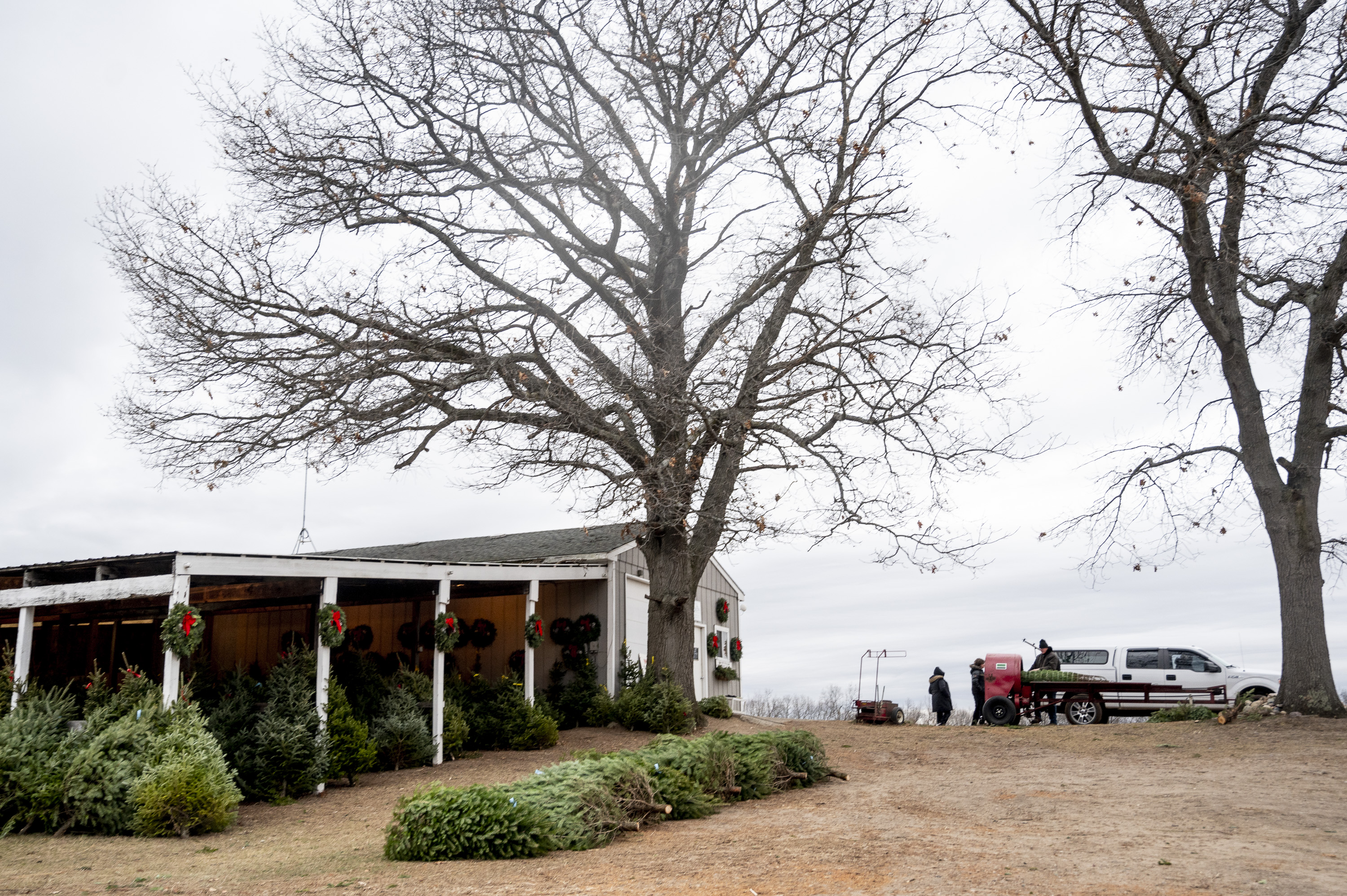 Arend Tree Farm continues four-generation tradition of Christmas U-Cut ...